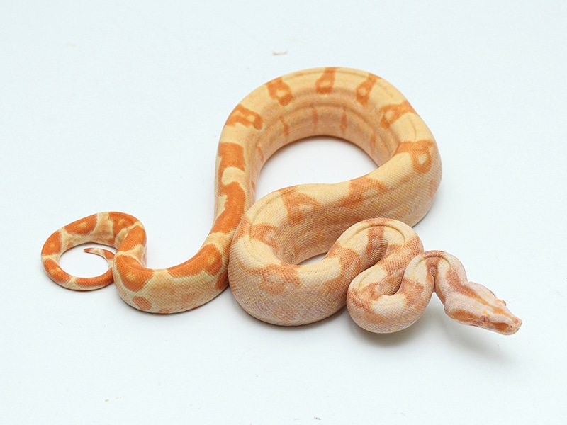 Sharp Sunglow Boa Constrictor by Boa Republic - MorphMarket
