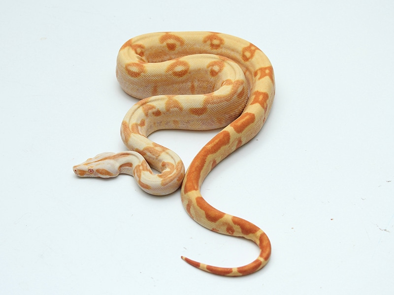 Sharp Super Sunglow Boa Constrictor by Boa Republic - MorphMarket