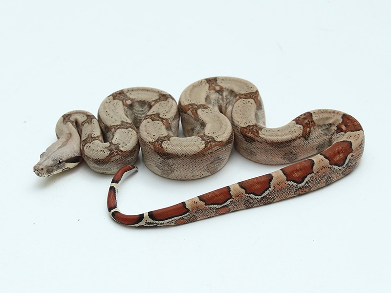 Fire Boa Boa Constrictor by Boa Republic - MorphMarket
