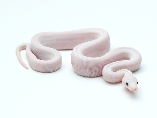 Super Fire Boa Constrictor by Boa Republic