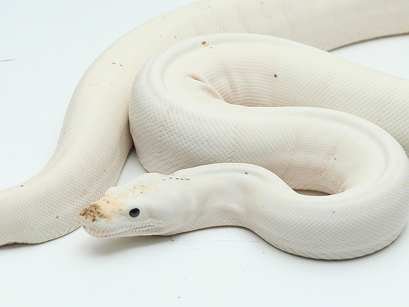 Super Fire Boa Constrictor by Boa Republic - MorphMarket