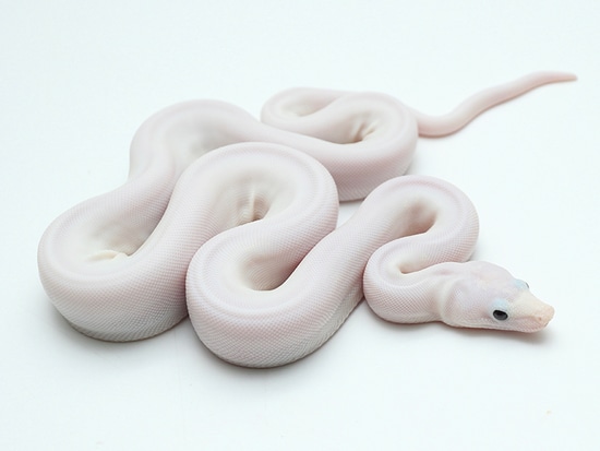 Super Fire Emperor Diamond Leucistic (C22LM1) Boa Constrictor by Boa ...
