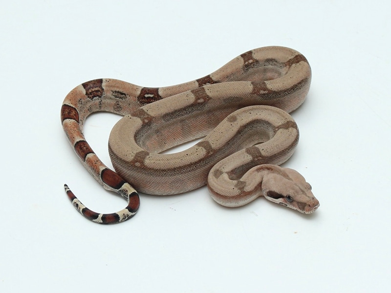 Fire Boa Constrictor by Boa Republic - MorphMarket