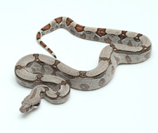 Super Fire Boa Constrictor by Boa Republic - MorphMarket