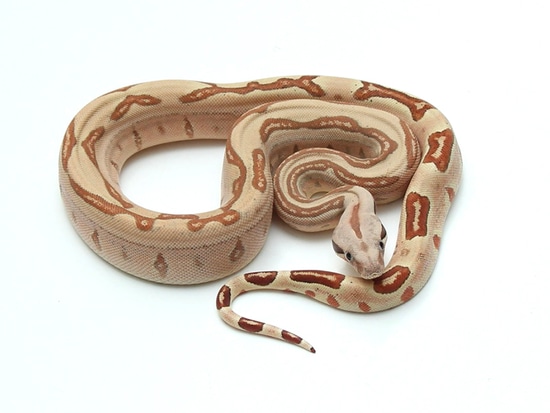 Hypo Labyrinth Het Sharp Albino Boa Constrictor by Boa Republic