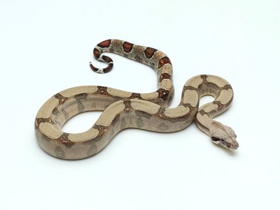 Fire Boa Constrictor by Boa Republic