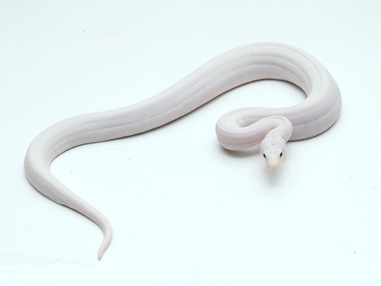 Super Fire Emperor Diamond Leucistic (F21LM4) Boa Constrictor by Boa ...