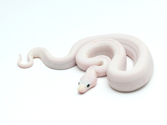 Super Fire Emperor Diamond Leucistic (C22LM4) Boa Constrictor by Boa ...