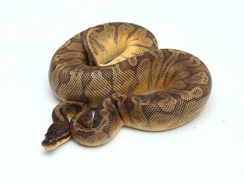 2022 Sunset Ball Python by Boa Republic - MorphMarket