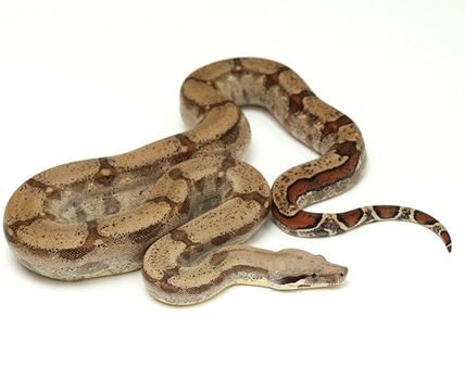 Super Fire Male Proven Breeder Boa Constrictor by Boa Republic ...