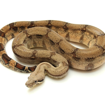 Super Fire Male Proven Breeder Boa Constrictor by Boa Republic ...