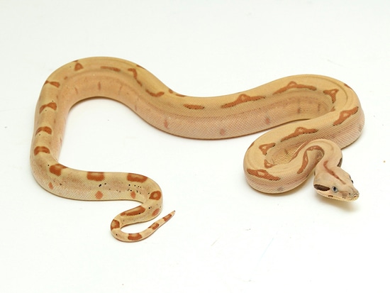 Super Hypo Labyrinth Het Sharp Albino Boa Constrictor by Boa Republic