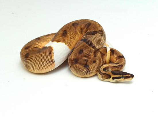 OD Enchi Pied Ball Python by Boa Republic