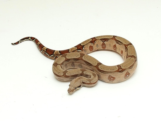 Fire Boa Constrictor by Boa Republic