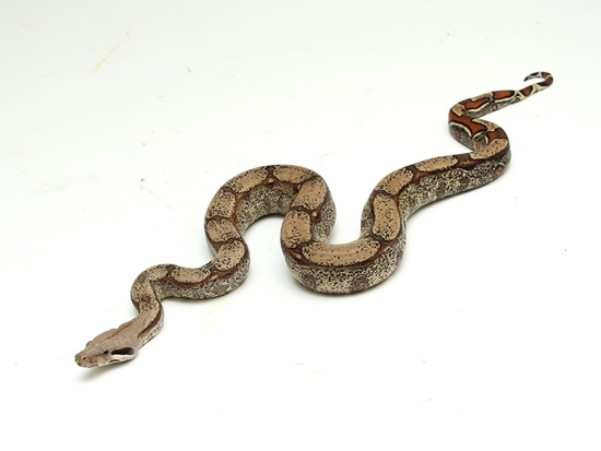 Fire Boa - Female Boa Constrictor by Boa Republic