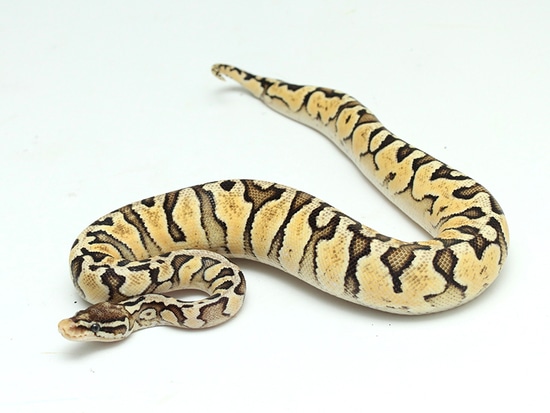 Zebra Russo Enchi Pastel Ball Python by Boa Republic