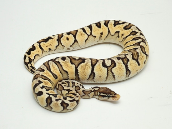 Zebra Enchi Russo Pastel Ball Python by Boa Republic