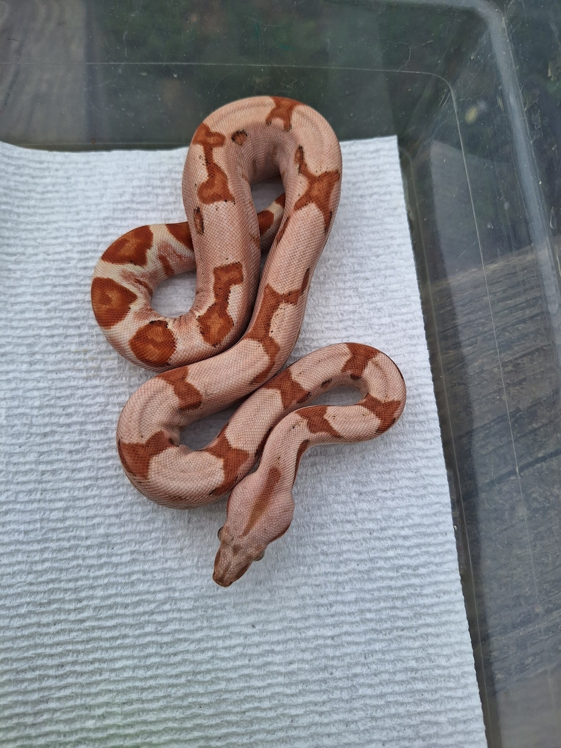 Vpi Pos Super Sunglow Jungle 50% Het Anery Boa Constrictor by Lisha ...