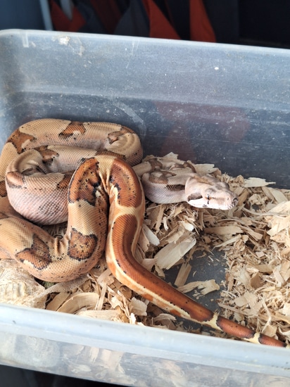 2023 Hypo Jungle 66% Het Vpi 50% Het Anery Boa Constrictor by Lisha Stearns