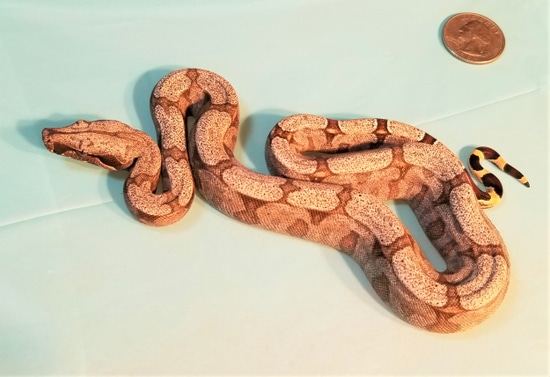 Bolivian Short Tailed Boa - Boa C. Amarali - Ronne X Miller Bloodline ...