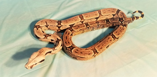 Bolivian Short Tailed Boa - Boa C. Amarali - Ronne X Miller Bloodline ...