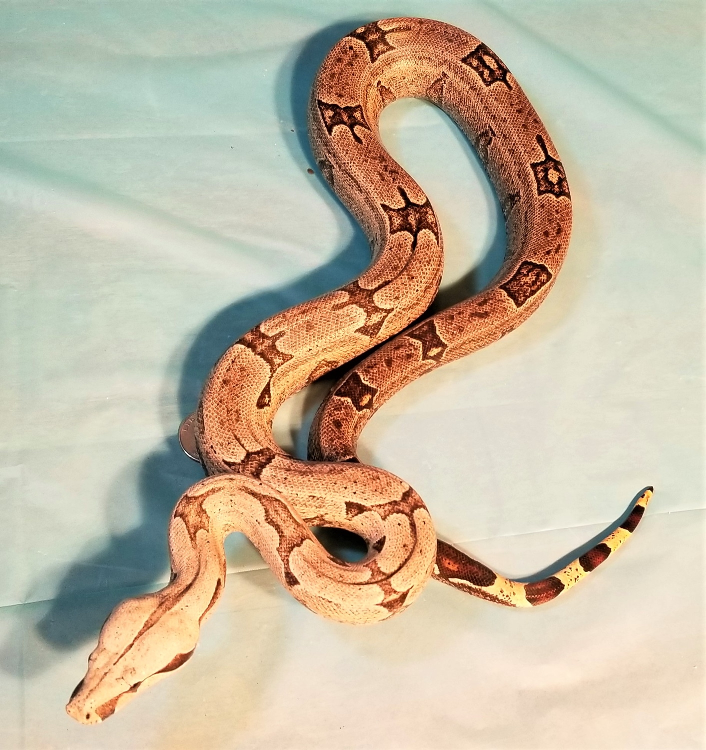 Bolivian Boa - Boa C. Amarali - Ronne X Miller Bloodline 2014-1-02-M ...