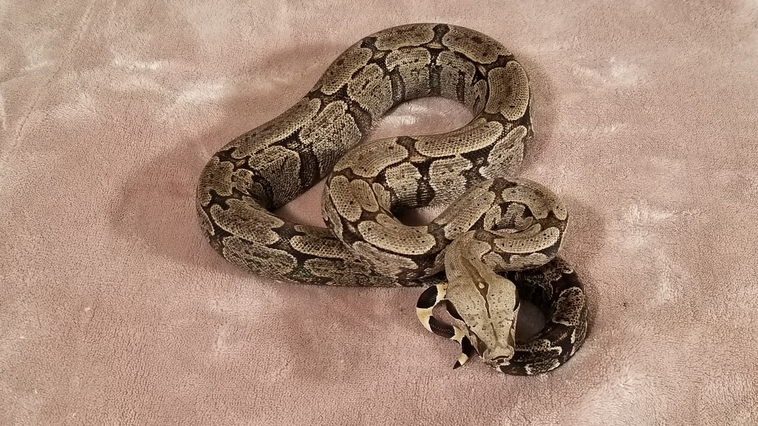Bolivian Boa - Boa C. Amarali - Ronne X Miller Bloodline 2018-1-06-M ...