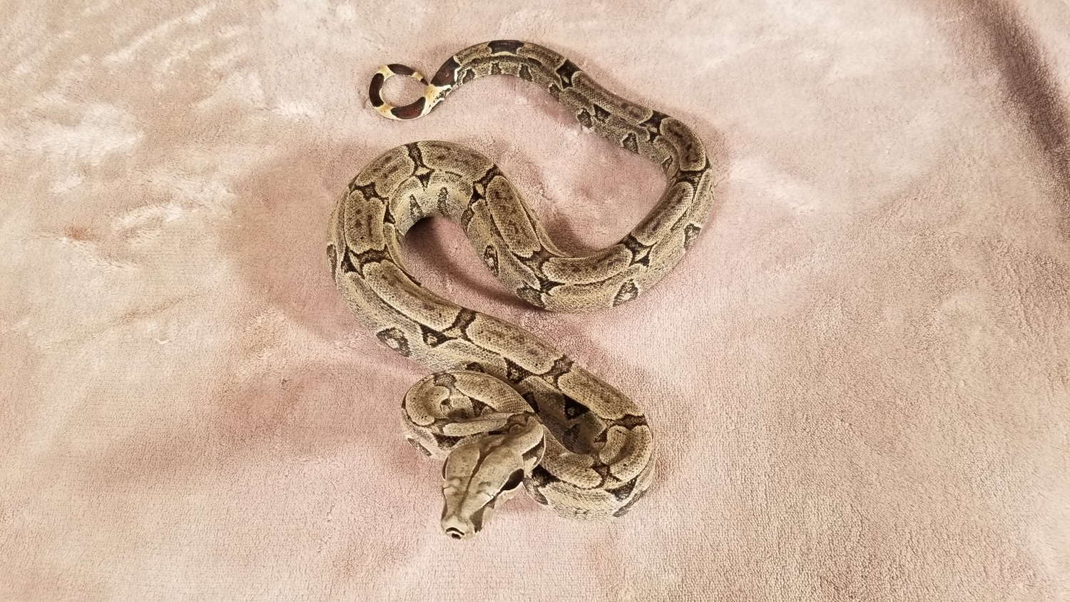 Bolivian Boa - Boa C. Amarali - Ronne X Miller Bloodline 2018-1-07-M ...