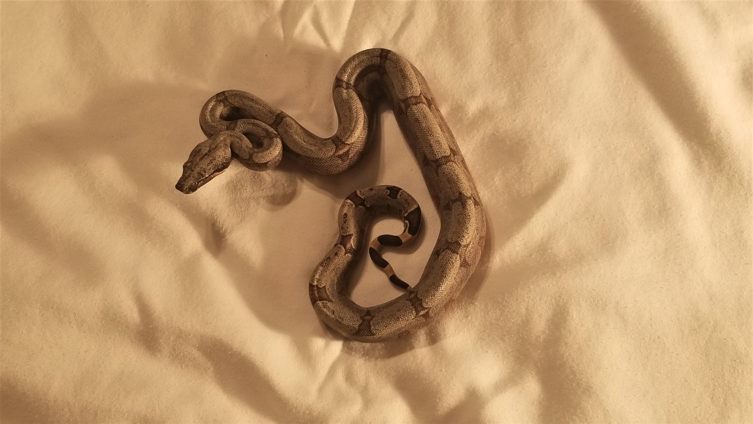 B.c.amarali, Bolivian Boa (Bolivian Boa - Boa C. Amarali - Ronne X ...