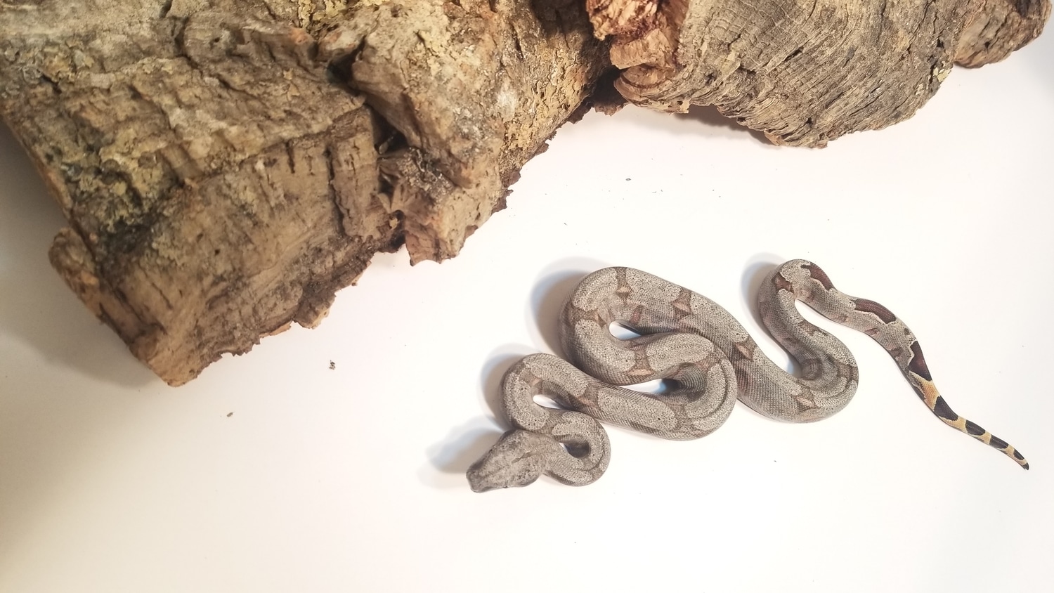 Amr-2020-C02-21-M - B.c.amarali, Bolivian Boa (Bolivian Boa - Boa C ...