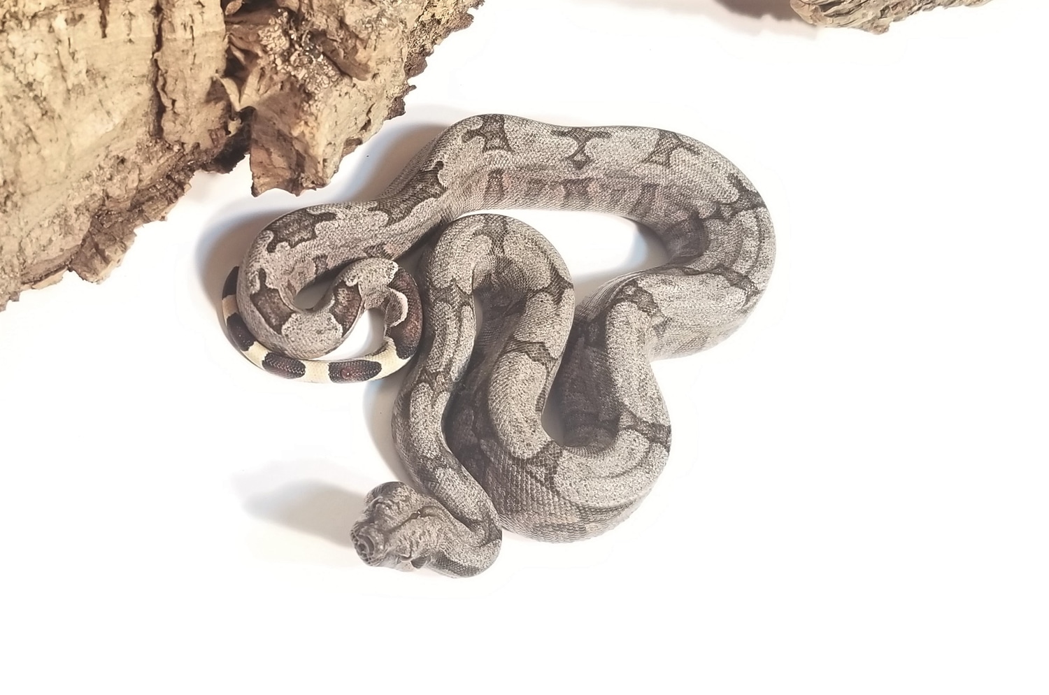 Amr-2020-C02-14-M - B.c.amarali, Bolivian Boa (Bolivian Boa - Boa C ...