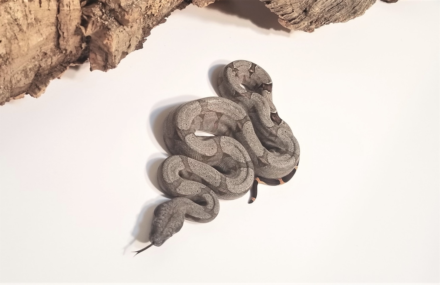 Amr-2020-C02-11-F - B.c.amarali, Bolivian Boa (Bolivian Boa - Boa C ...