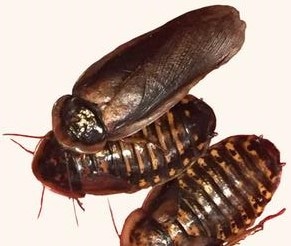 18 Adult Female / 6 Adult Male Dubia Roaches - Starter Colony - Free ...