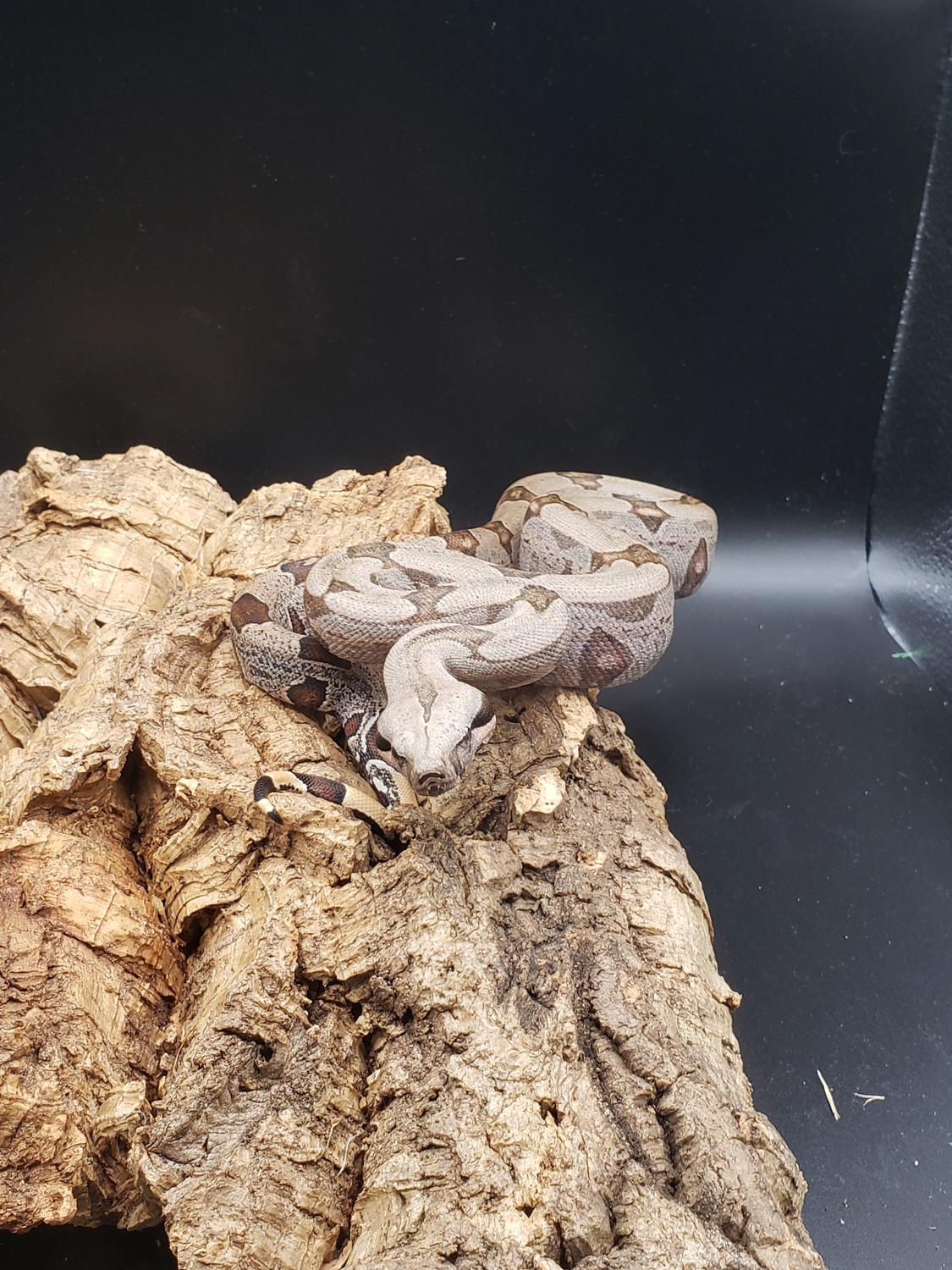 Bolivian Boa Constrictor B.c.amarali Short-tailed Boa Constrictor by ...