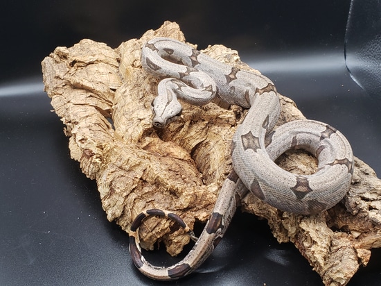 Bolivian Boa Constrictor B.c.amarali Short-Tailed Boa Constrictor by ...