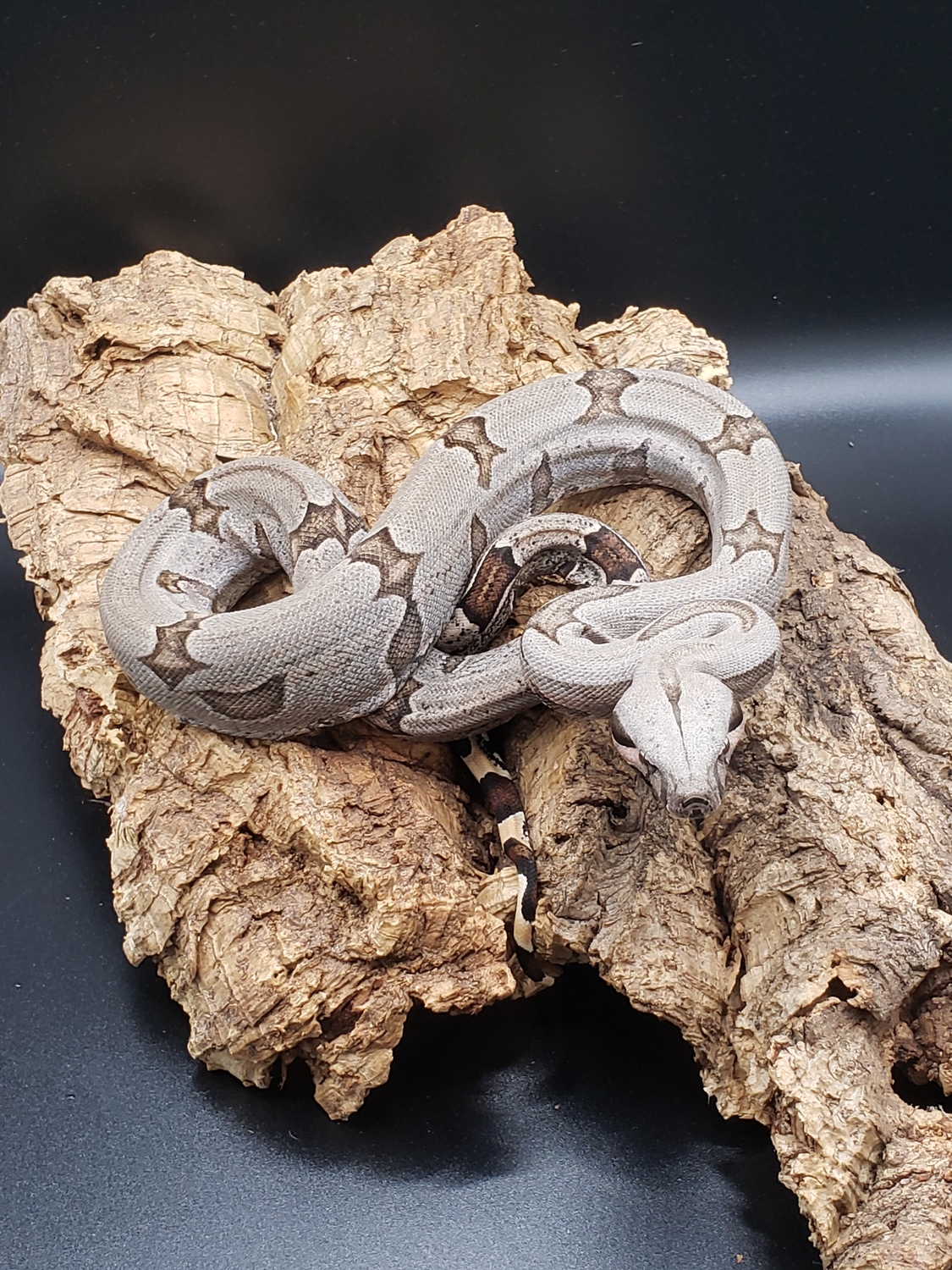 Bolivian Boa Constrictor B.c.amarali Short-Tailed Boa Constrictor by ...