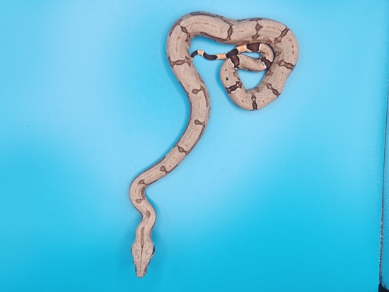 2023 B.C.Amarali - Bolivian Amarali Short-Tailed Boa Constrictor by ...