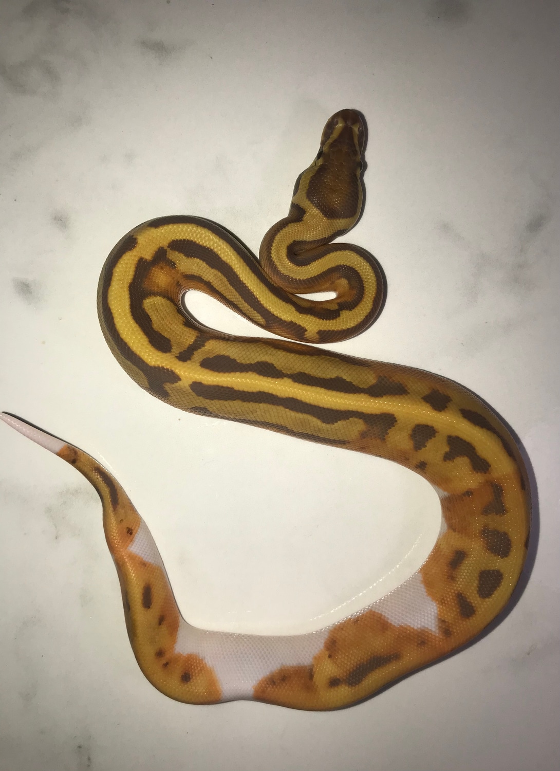 Pied Ultramel Ball Python by Boashot Reptiles - MorphMarket