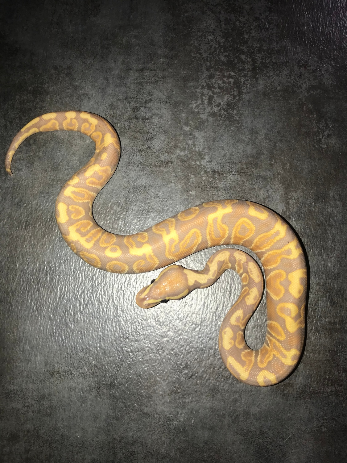 Pastel Ghi Coral Glow Het Clown Ball Python by Boashot Reptiles ...