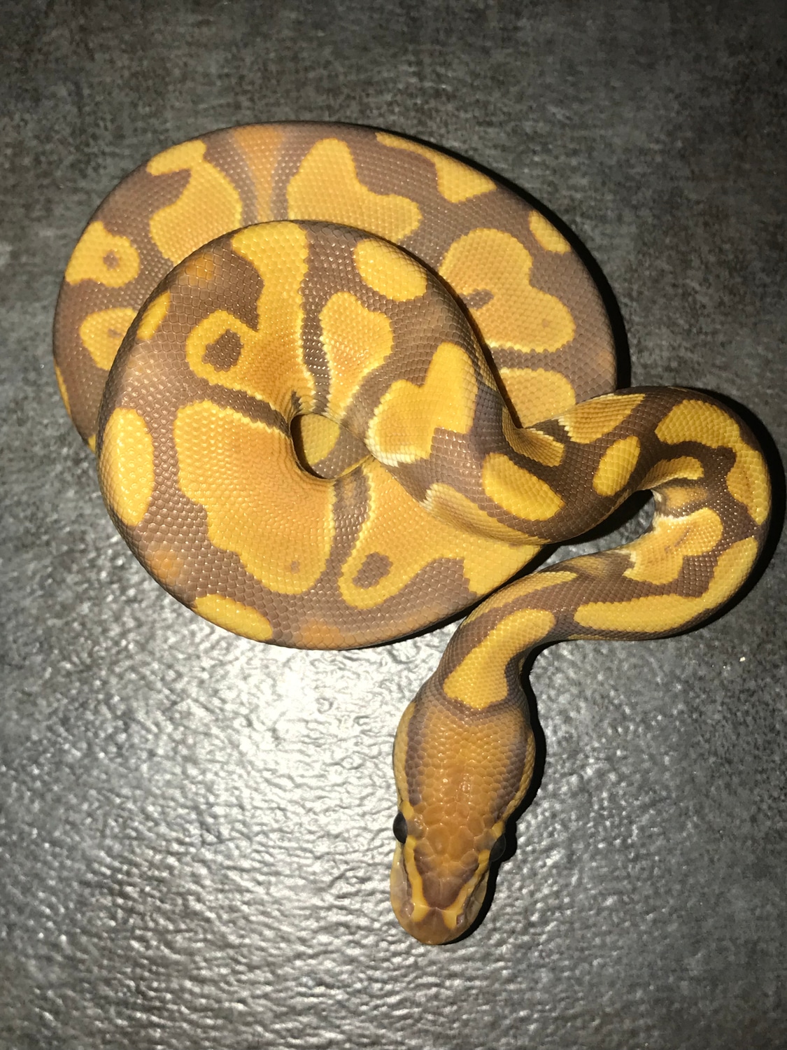 Ultramel Het Clown Ball Python by Boashot Reptiles - MorphMarket