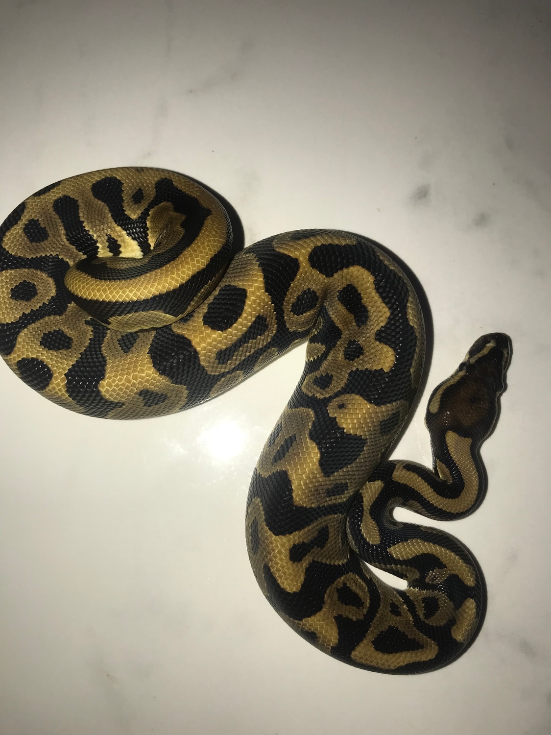 Leopard TH Pied Hypo Ultramel Ball Python by Boashot Reptiles - MorphMarket