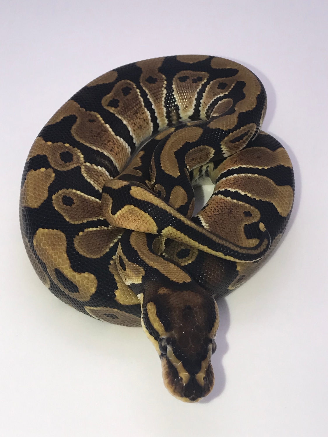 DH Ultramel Clown Ball Python by Boashot Reptiles - MorphMarket