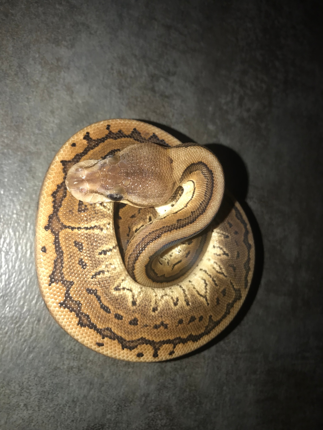 Cinnamon Pinstripe DH Ultramel Clown Ball Python by Boashot Reptiles ...