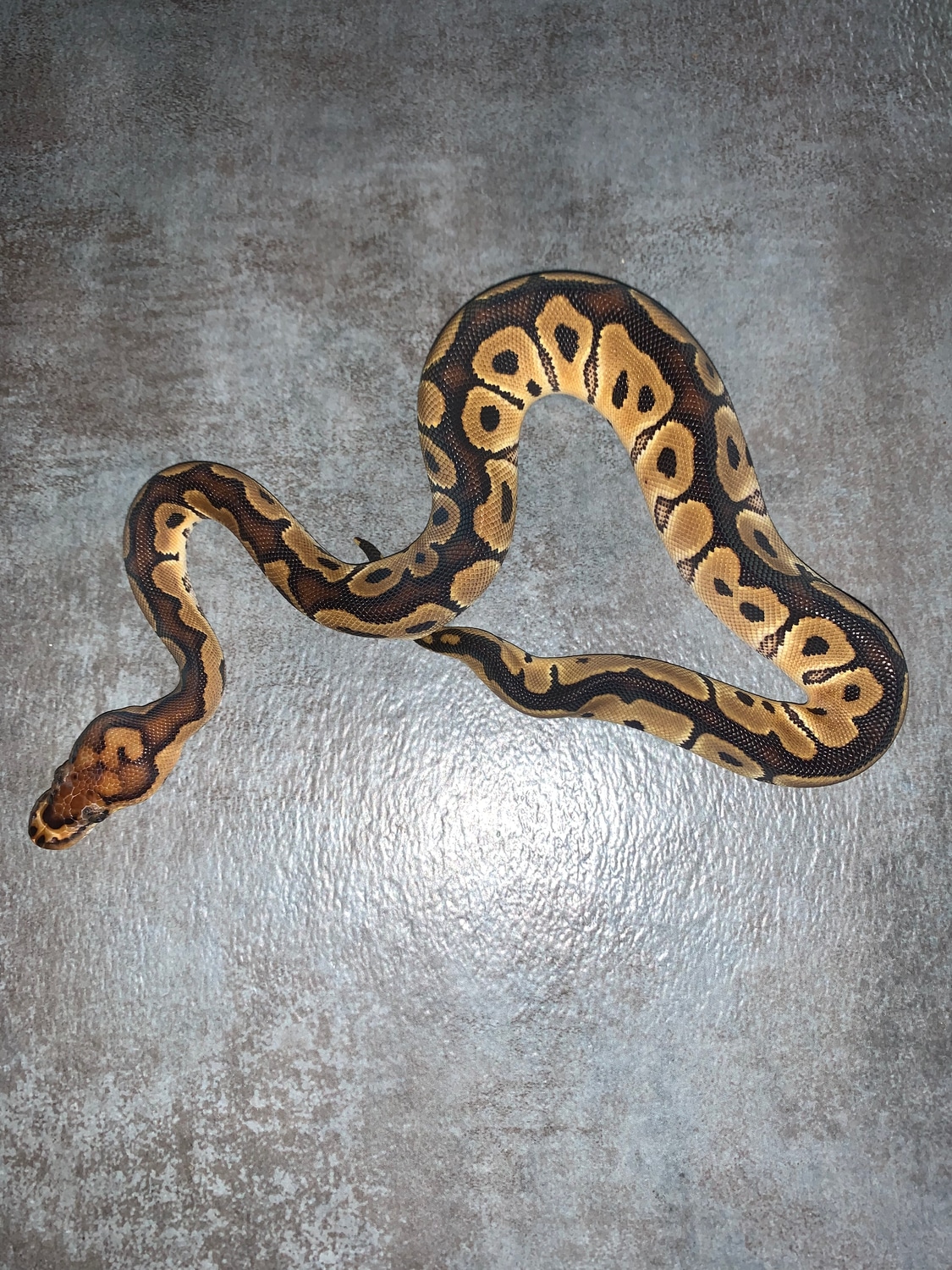 Clown Het Ultramel Ball Python by Boashot Reptiles - MorphMarket