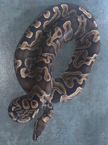 Spotnose GHI DH Ultramel Clown Group Ball Python by Boashot Reptiles