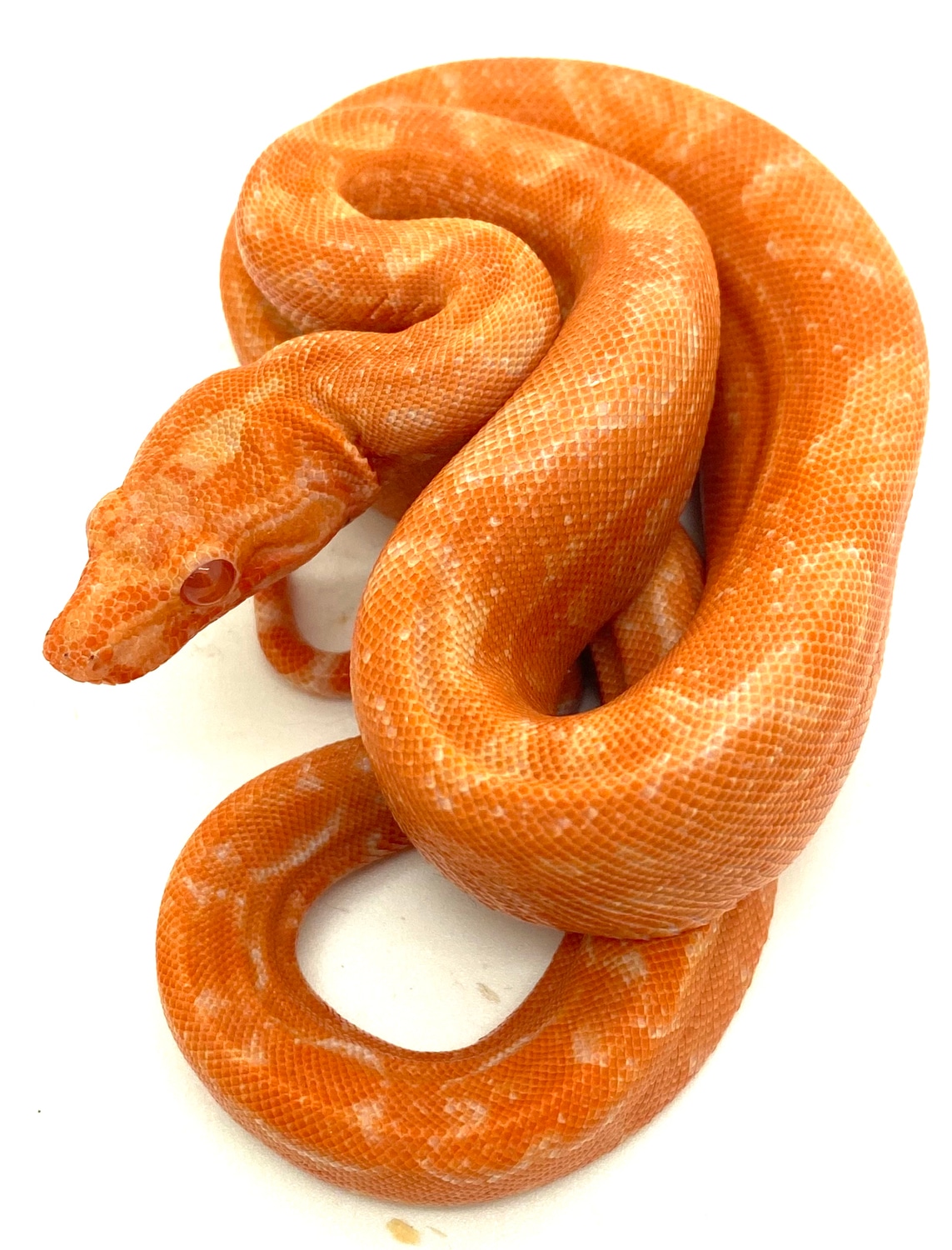 Poss Super Sunglow Leopard Boa Constrictor by Boasonly - MorphMarket