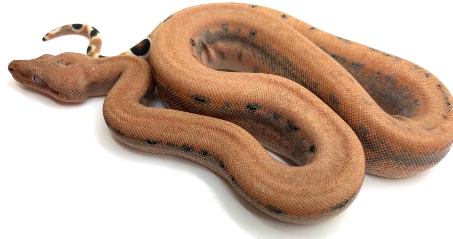 Scoria Het VPI Boa Constrictor by Boasonly - MorphMarket