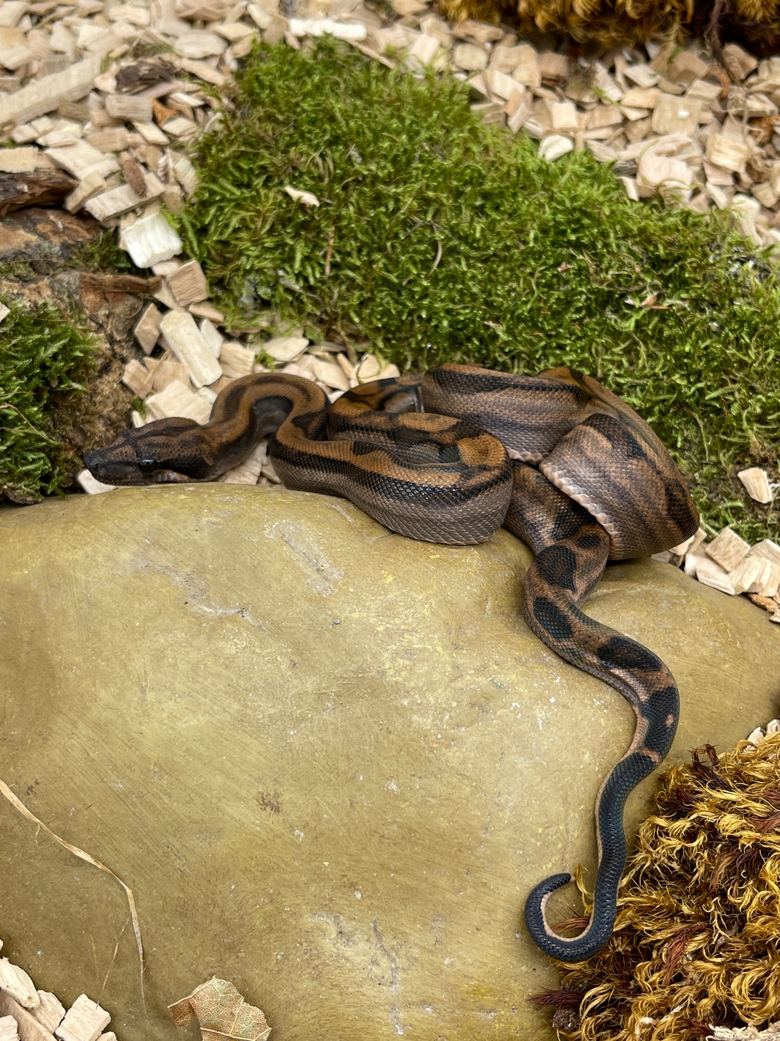 Blood Motley 66% T+ Nic Albino Boa Constrictor by BoaPlace - MorphMarket