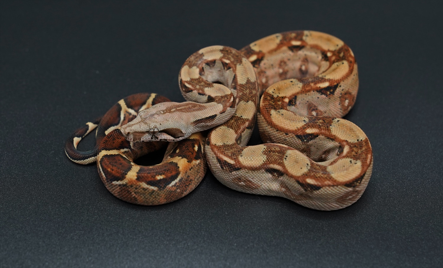 100% DH Blood / VPI Boa Constrictor by BoaTempel - MorphMarket