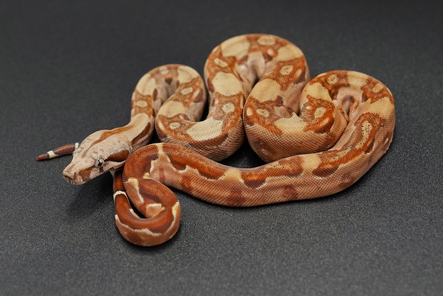 Hypo 100% DH Blood / VPI Pink Panther Boa Constrictor by BoaTempel ...
